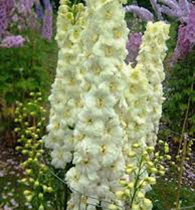 Stračonôžka ´YELLOW PEARL´ - LUMIGREEN.sk - Váš obľúbený internetový ...