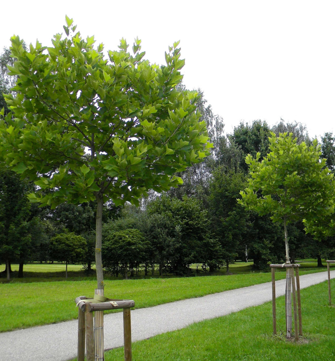 Platan javorolistý ´ALPHENS GLOBE´ na kmienku 150 cm, kont. 10 l ...