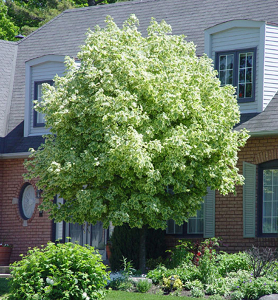 Javor mliečny ´DRUMMONDII´ 200-250 cm, kont. 15 l | Lumigreen.sk