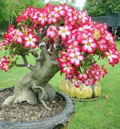 Púštna ruža / Adenium obesum - LUMIGREEN.sk - Váš obľúbený internetový ...