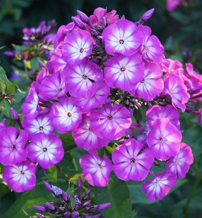 Flox metlinatý ´TATJANA®´, kont. 1 l | Lumigreen.sk