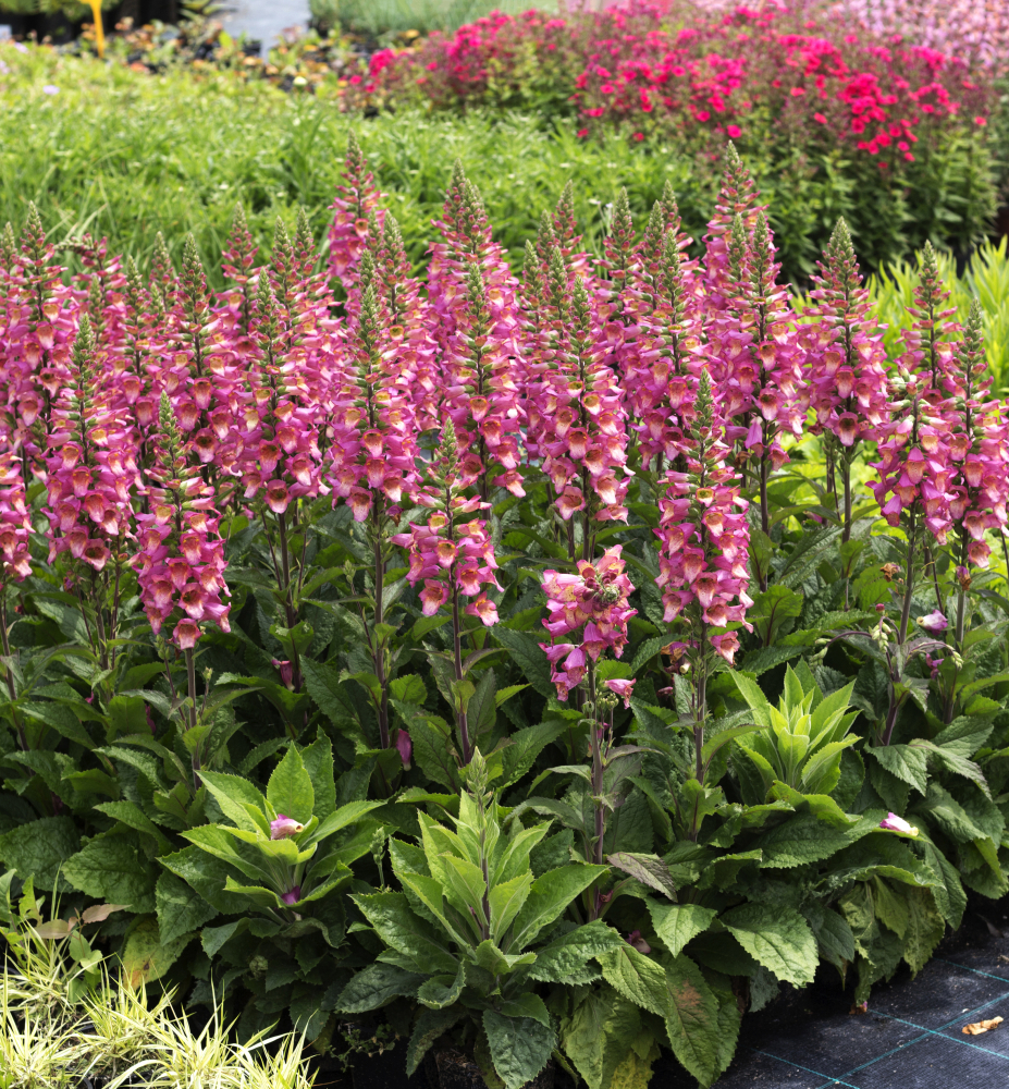 Náprstník ´DIGIPLEXIS™ BERRY CANARY´ kont. 0,5 l | Lumigreen.sk