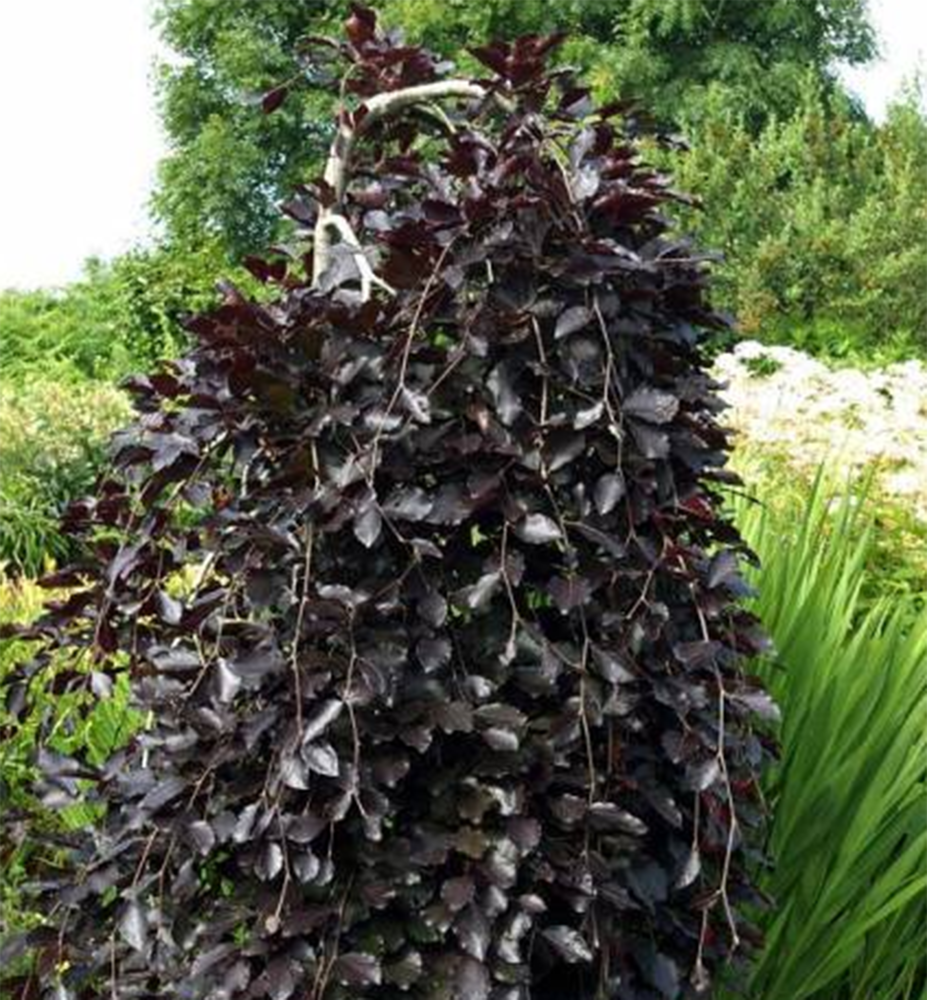 Buk lesný ´PURPUREA PENDULA´ 130-150 cm, kont. 15 l | Lumigreen.sk