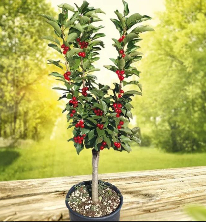 Višňa zakrslá ´NANA´ podp. Gisela 5, 100-120 cm, kont. 5 l | Lumigreen.sk