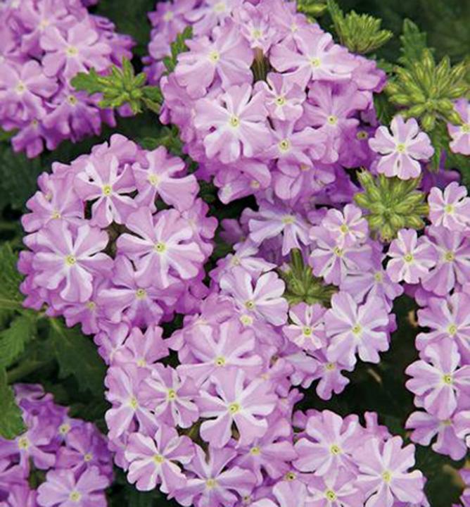 Verbena ´VOODOO LAVENDER STAR´® - LUMIGREEN.sk - Váš obľúbený ...