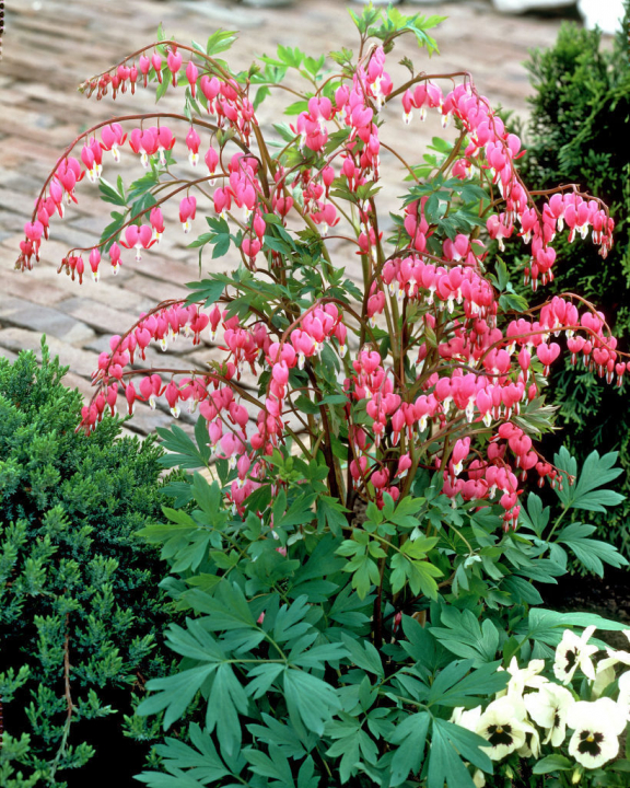 Srdcovka nádherná, kont. 0,5 l | Lumigreen.sk