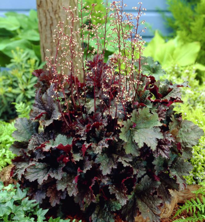 Heuchera hybridná ´CHOCOLATE RUFFLES®´ - E-shop - LUMIGREEN.sk - Váš ...