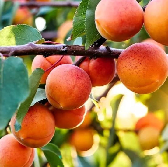 Marhuľa ´MAĎARSKÁ GÖNCI´ podp. myrobalán,voľnok. | Lumigreen.sk