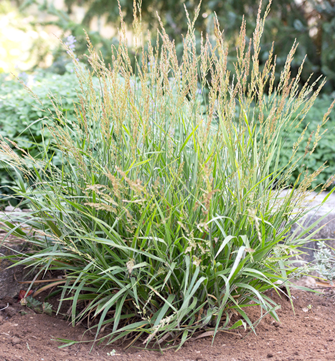 Smlz žiarivý ´CHEJU-DO´ kont. 0,5 l | Lumigreen.sk