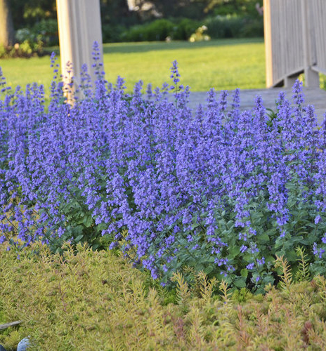 Kocúrnik záhradný ´KIT CAT´ kont. 0,5 l | E-shop | LUMIGREEN.sk - Váš ...