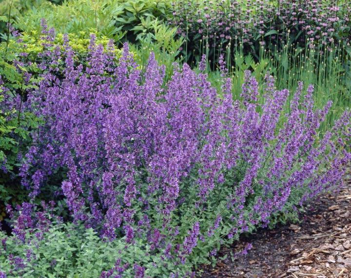 Kocúrnik záhradný ´SIX HILLS GIANT´, kont. 0,5 l | E-shop | LUMIGREEN ...