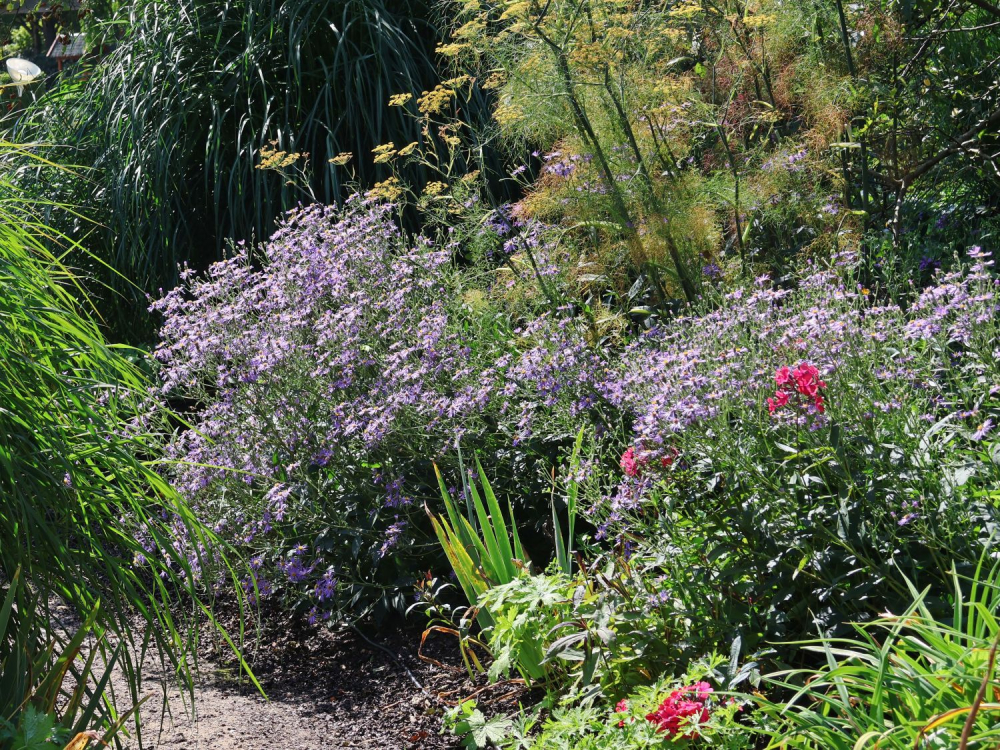 Astra veľkolistá ´TWILIGHT´ kont. 0,5 l | Lumigreen.sk