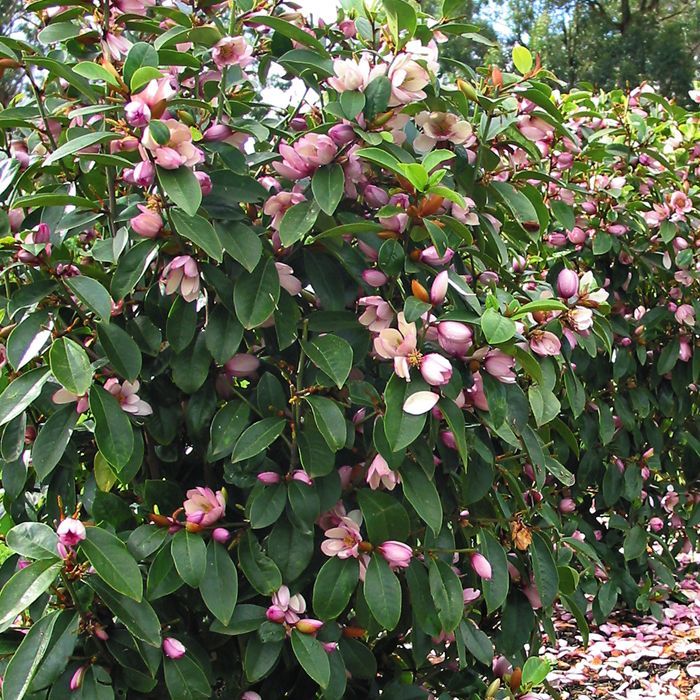 Magnólia ´FAIRY MAGNOLIA BLUSH®´ 50-60 cm, kont. 3 l | Lumigreen.sk