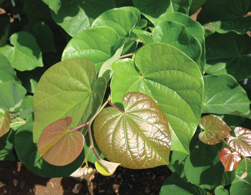 Judášovec kanadský ´PINK POM POMS´ 90-100 cm, kont. 3 l | Lumigreen.sk