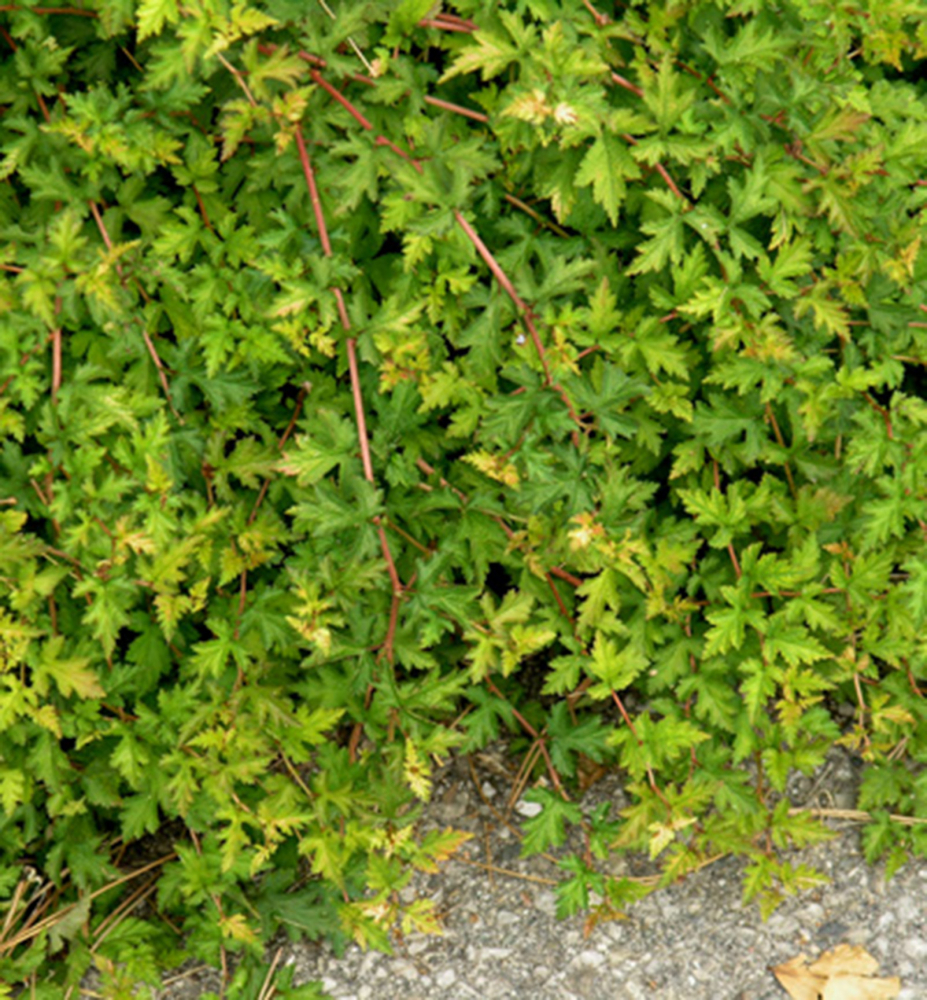 Korunkovec klavý, Stephanandra incisa ´Crispa´ | Lumigreen.sk