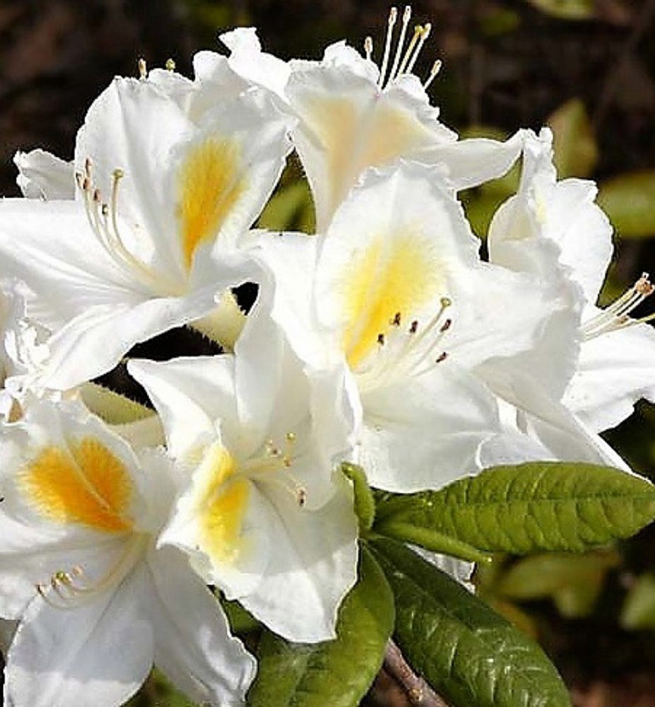 Azalka veľkokvetá ´PERSIL´ 70-80 cm, kont. 2,5 l | Lumigreen.sk