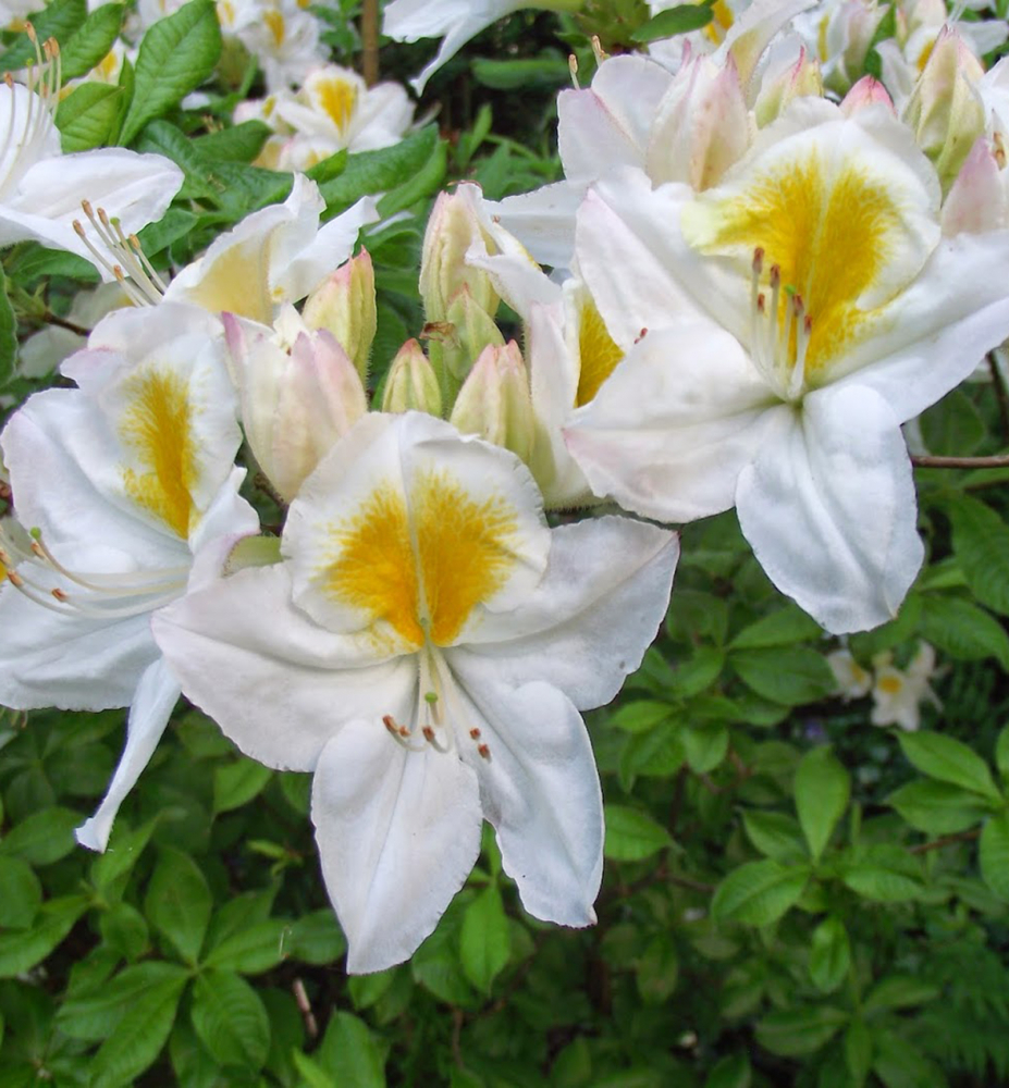 Azalka veľkokvetá ´PERSIL´ 30-40 cm, kont. 2,5 l | Lumigreen.sk