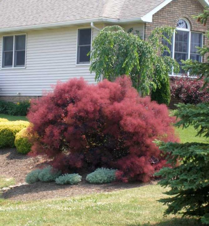 Škumpa vlasatá ROYAL PURPLE, Cotinus coggygria ROYAL PURPLE - LUMIGREEN ...