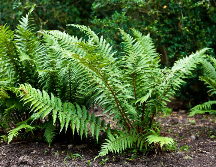 Papraď samčia, Dryopteris filix mas - LUMIGREEN.sk - Váš obľúbený ...