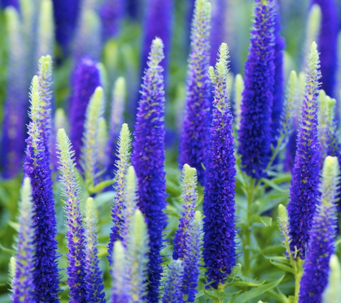 Veronika klasnatá / Veronica spicata ´FIRST GLORY´ - LUMIGREEN.sk ...