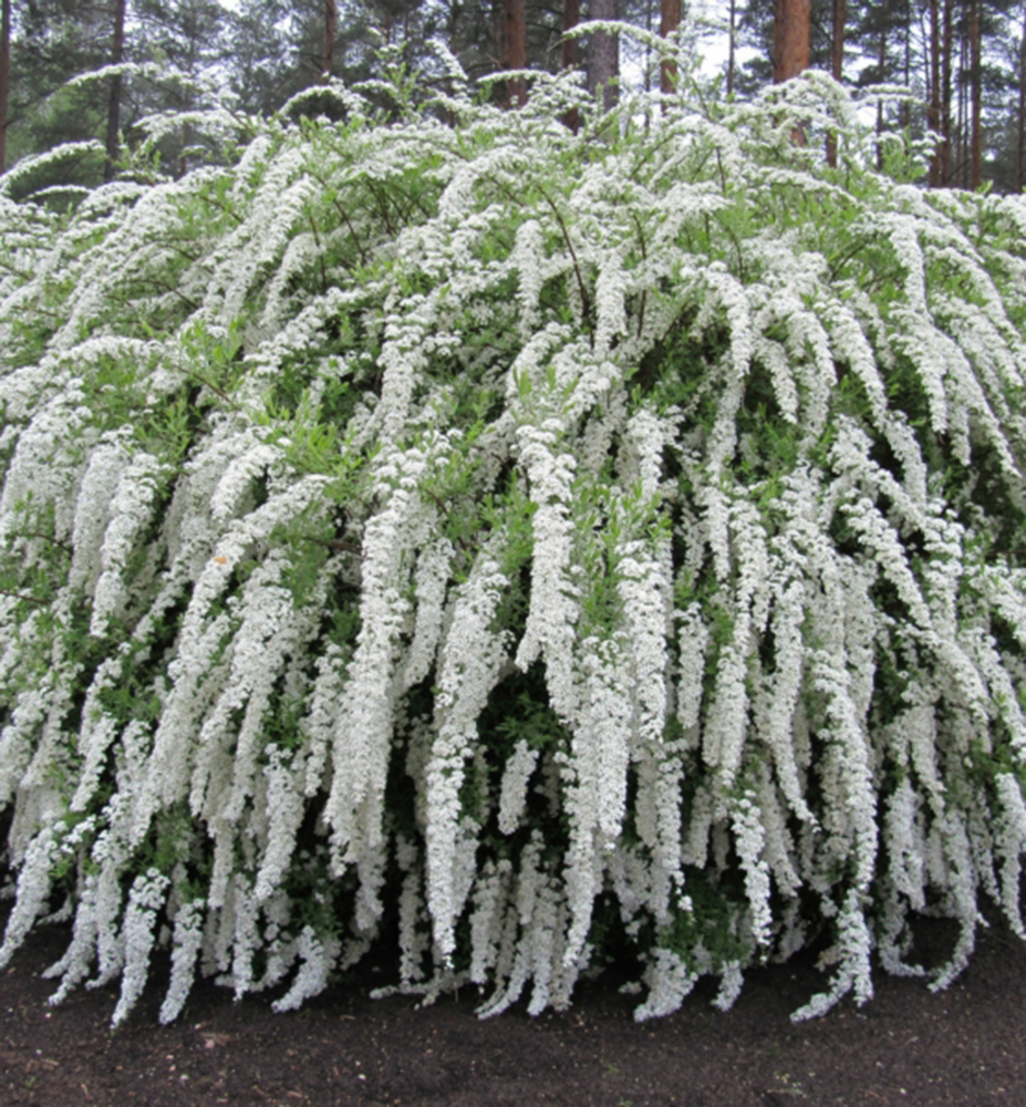 Tavoľník GREFSHEIM, Spiraea cinerea GREFSHEIM | Lumigreen.sk