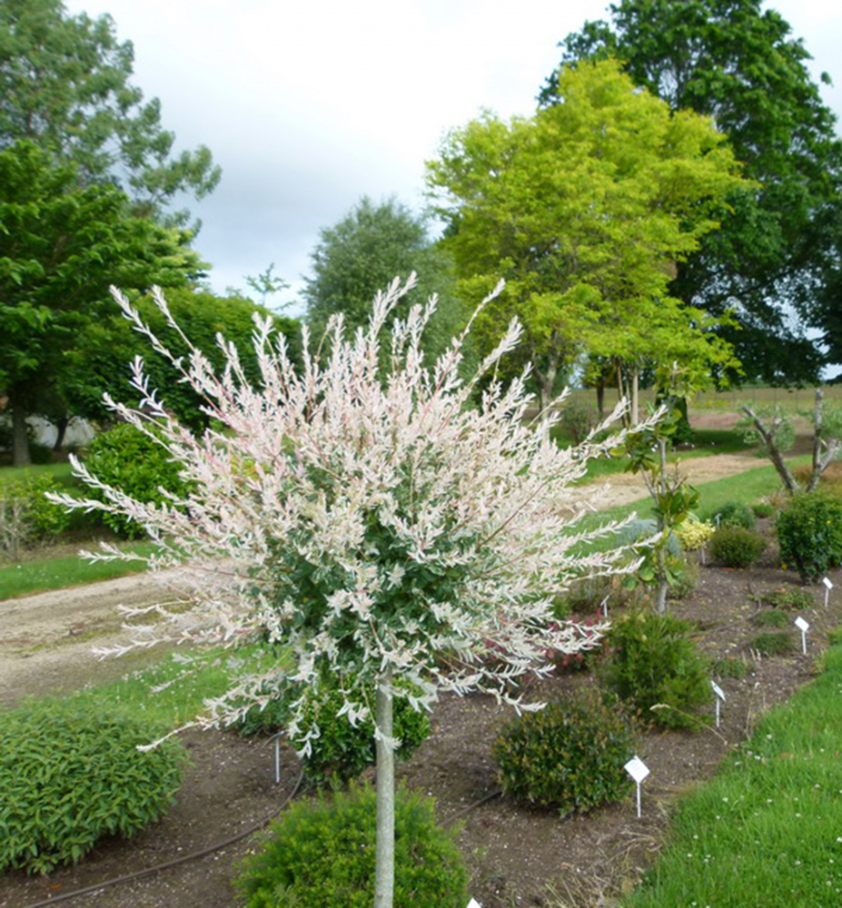 Vŕba japonská ´HAKURO NISHIKI´ na kmienku 100 cm, kont. 3 l | Lumigreen.sk