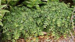 Hedera helix ´MINIMA´