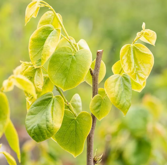 Judášovec čínsky ´SHIROBANA´ 70-80 cm, kont. 5 l | Lumigreen.sk