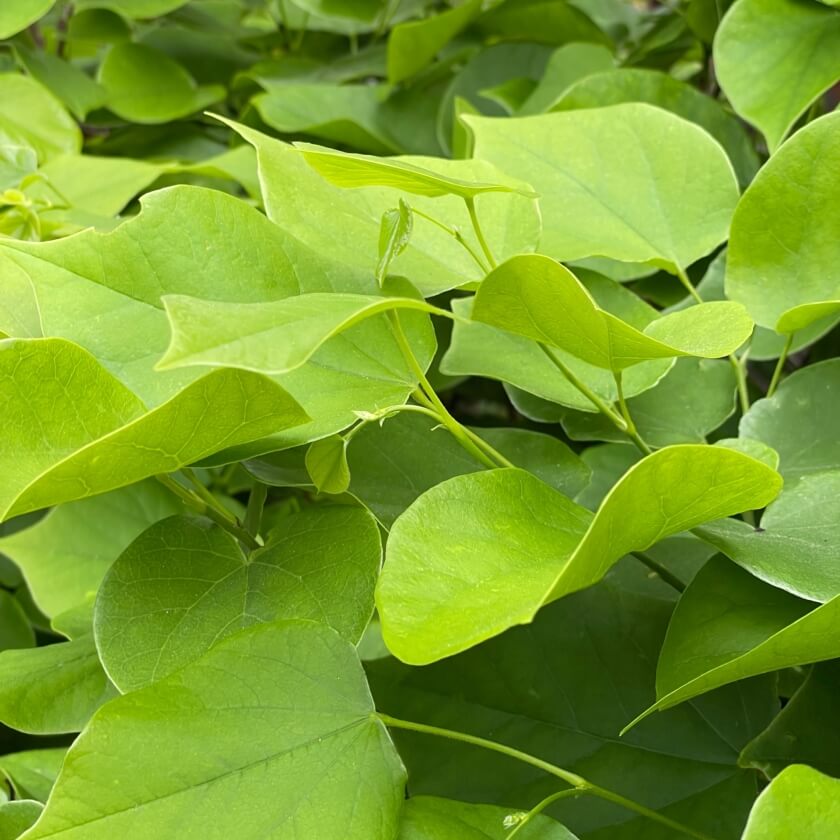 Judášovec čínsky ´SHIROBANA´ 70-80 cm, kont. 5 l | Lumigreen.sk